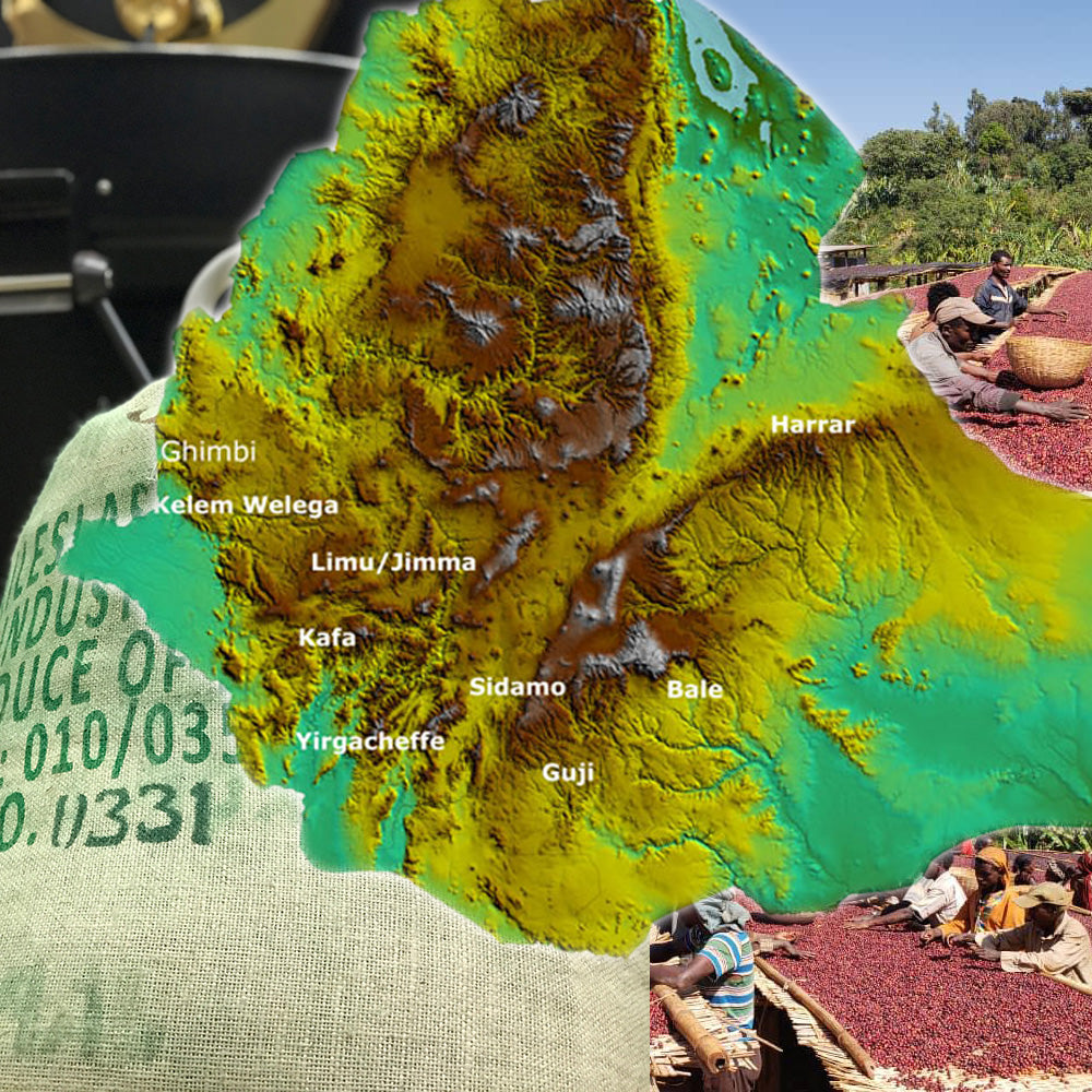 Ethiopia-Guji – Andromeda Ethiopia Coffee Online shop
